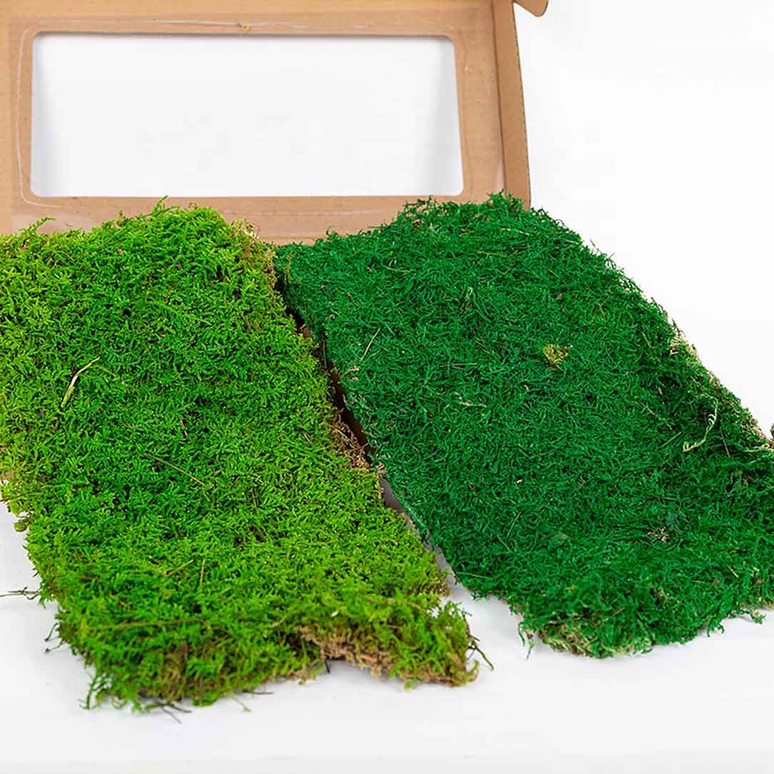 What is Sheet moss? Greenery space in Your Dubai Home or Office – Green ...