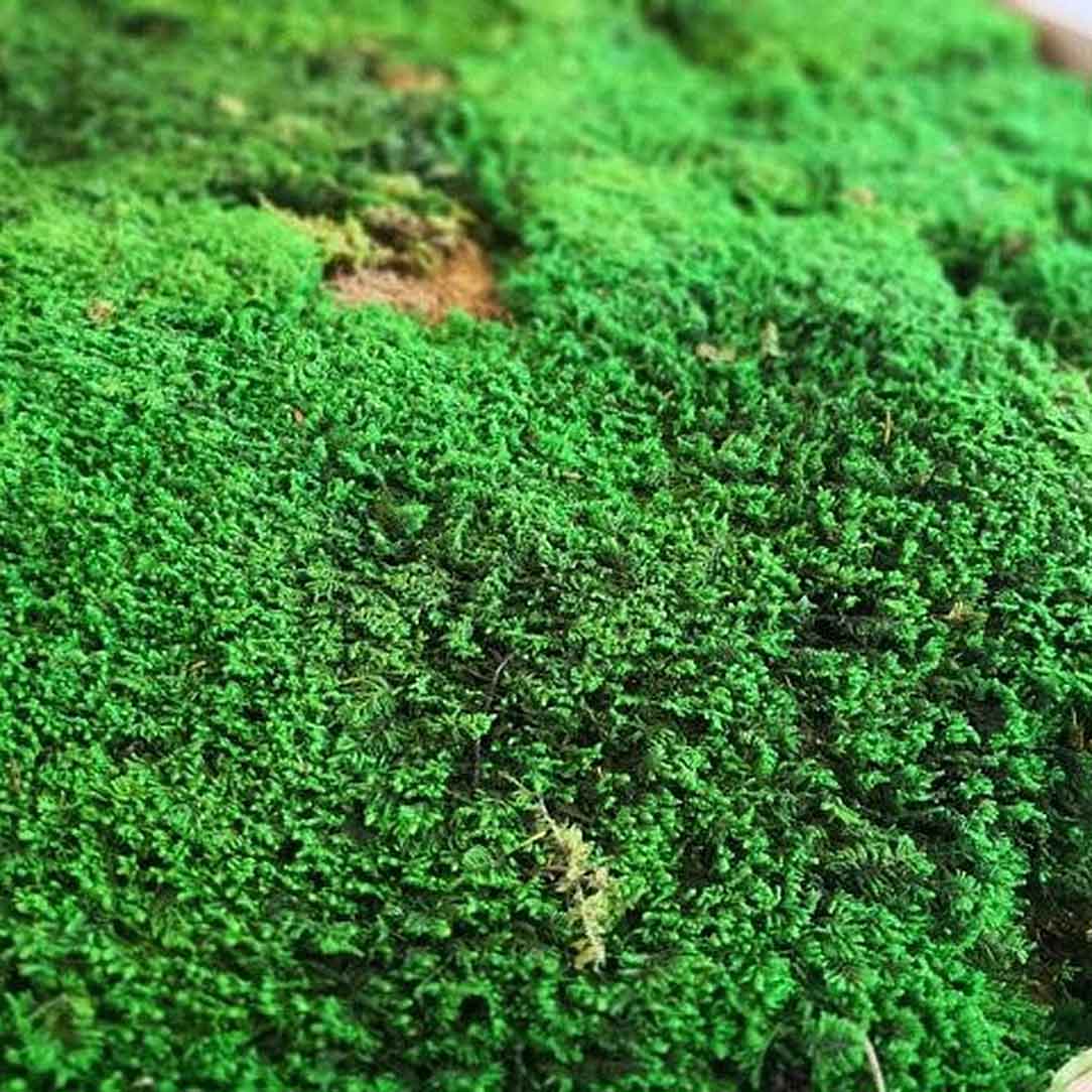 What is Sheet moss? Greenery space in Your Dubai Home or Office – Green ...