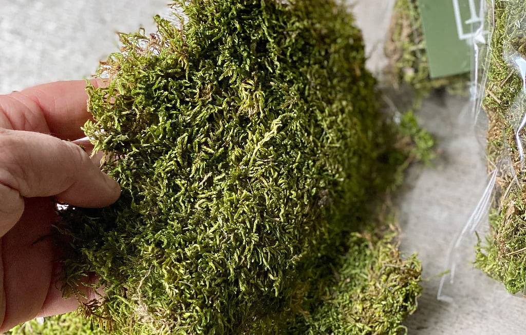 Green Wall Systems by GAF | Living moss wall | dubai moss #1